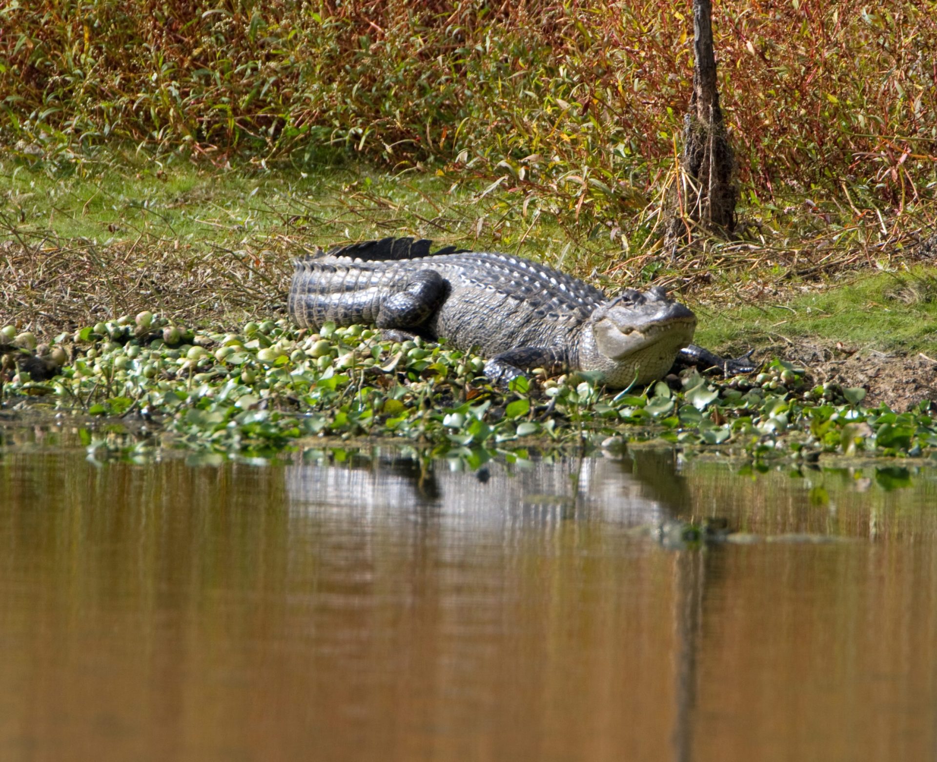 All about Alligators - Spring Creek Greenway Nature Center